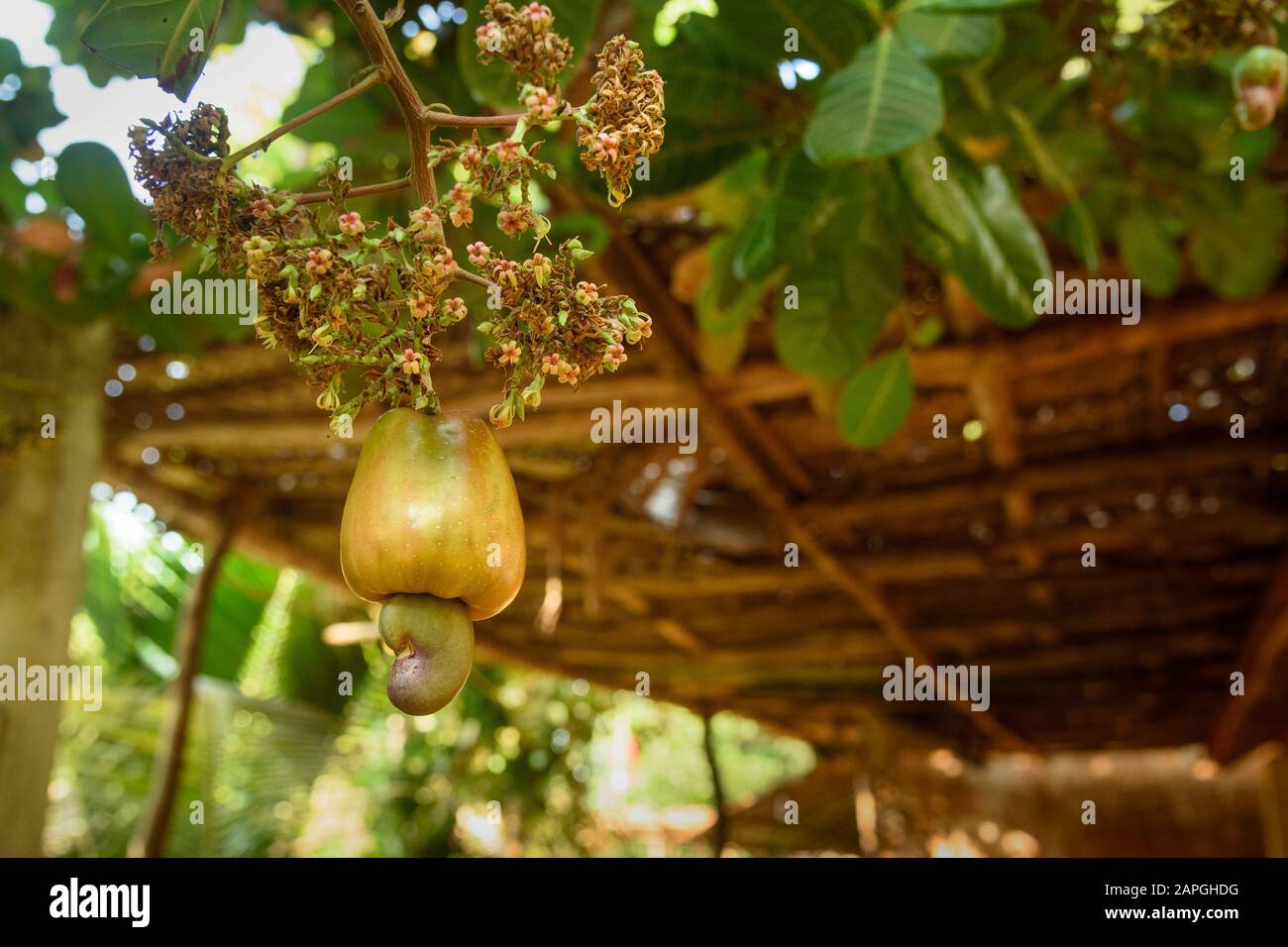 Cashew Nut Growing Areas In India at Sabrina Swensen blog