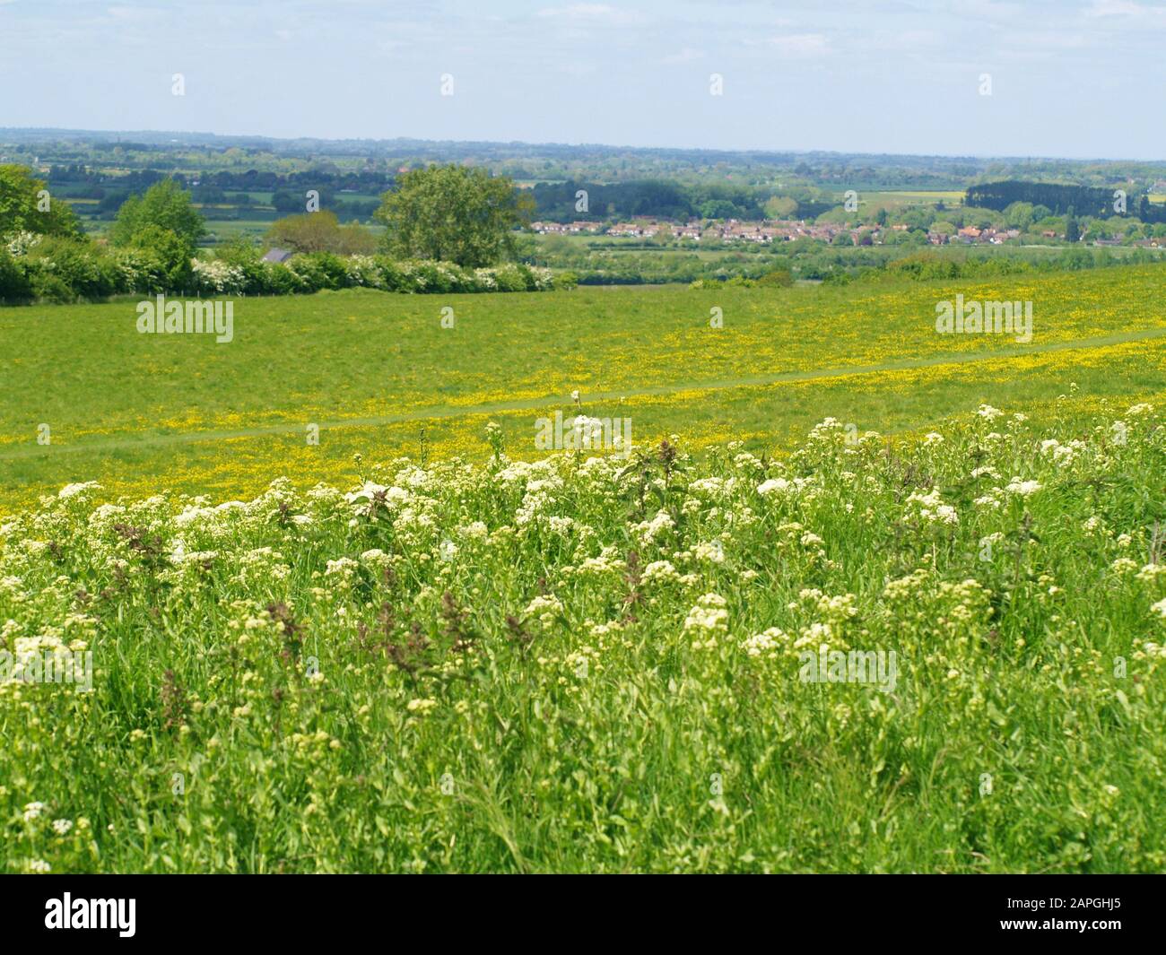 View from Wittenham Clumps, Oxfordshire; Earth Trust, Spring, Buttercup ...