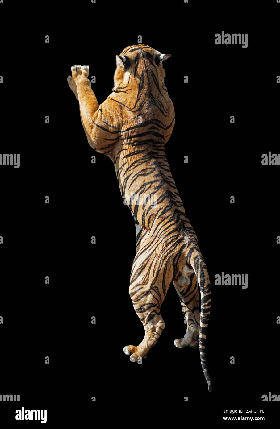 Closeup Bengal Tiger Standing Two legs Isolated on Black Background ...