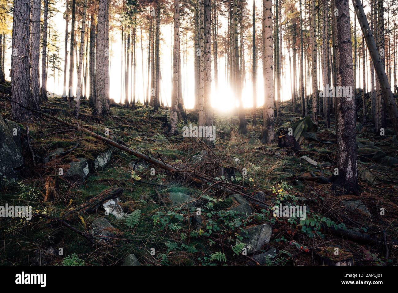 Mountain forest with rising sun Stock Photo - Alamy
