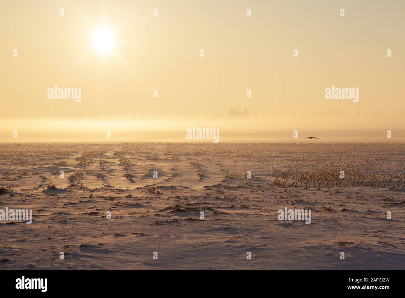 Empty snowy field with mist and a foggy background Stock Photo - Alamy
