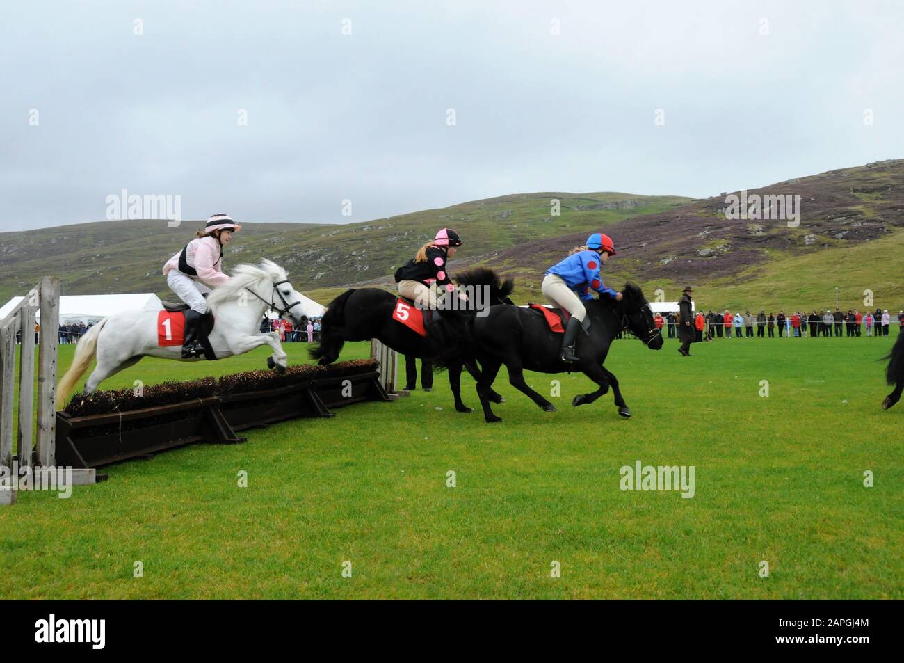 Shetland Grand National event being held at the Shetland Pony & Breeders show 2019 in Lerwick ...