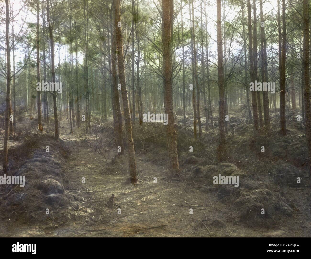 forestry, forest treatment, thinning, rejuvenation, de ginkel Date ...