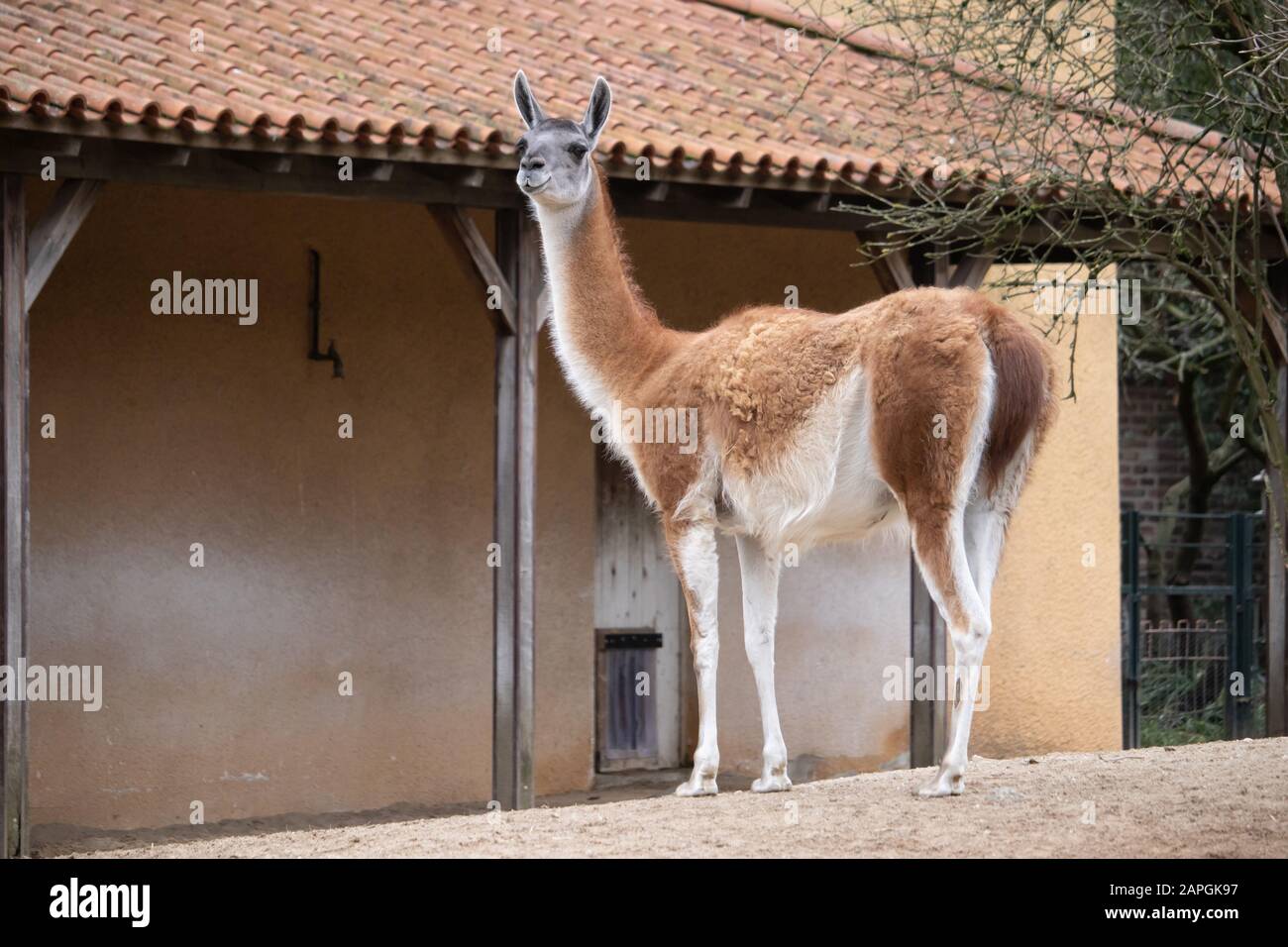 Landscape shot of a standing llama in front of a house Stock Photo - Alamy
