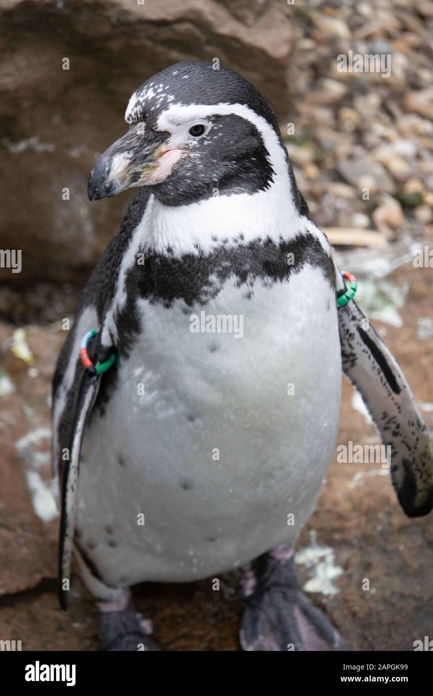 Vertical shot penguins standing hi-res stock photography and images - Alamy