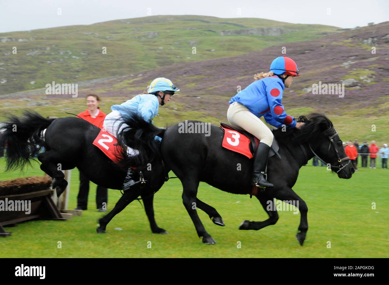 Shetland Grand National event being held at the Shetland Pony & Breeders show 2019 in Lerwick ...