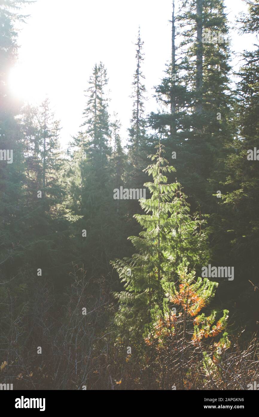 Vertical picture of an evergreen forest under the sunlight at daytime ...