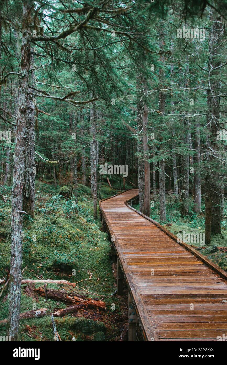 Wooden bridge in a forest surrounded by mosses and evergreens Stock ...