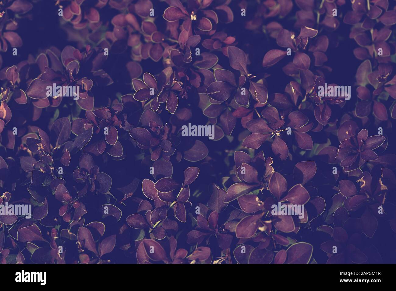 Stylized tinted summer flowers on the bushes Stock Photo - Alamy