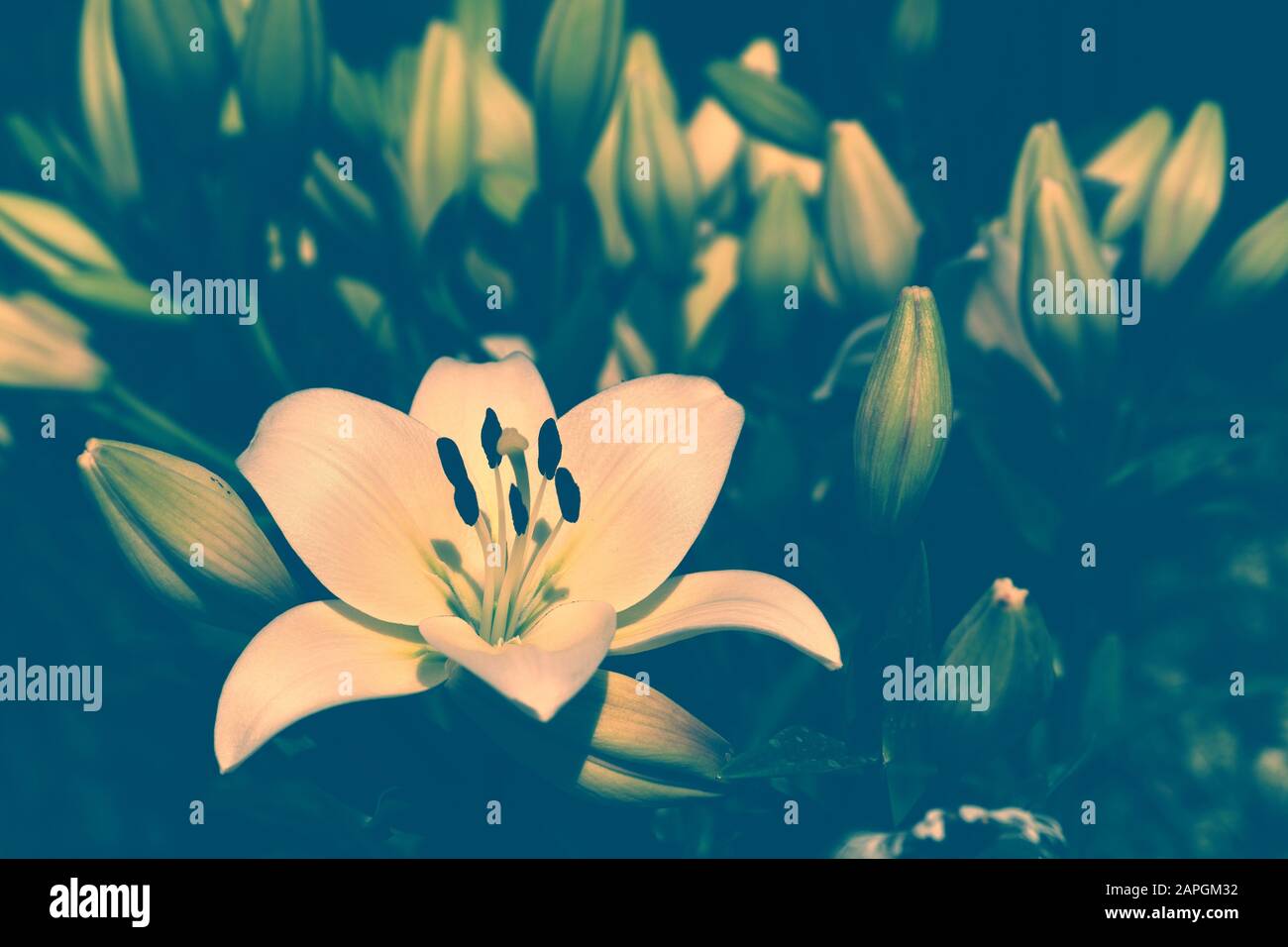 Stylized lily flower hi-res stock photography and images - Alamy