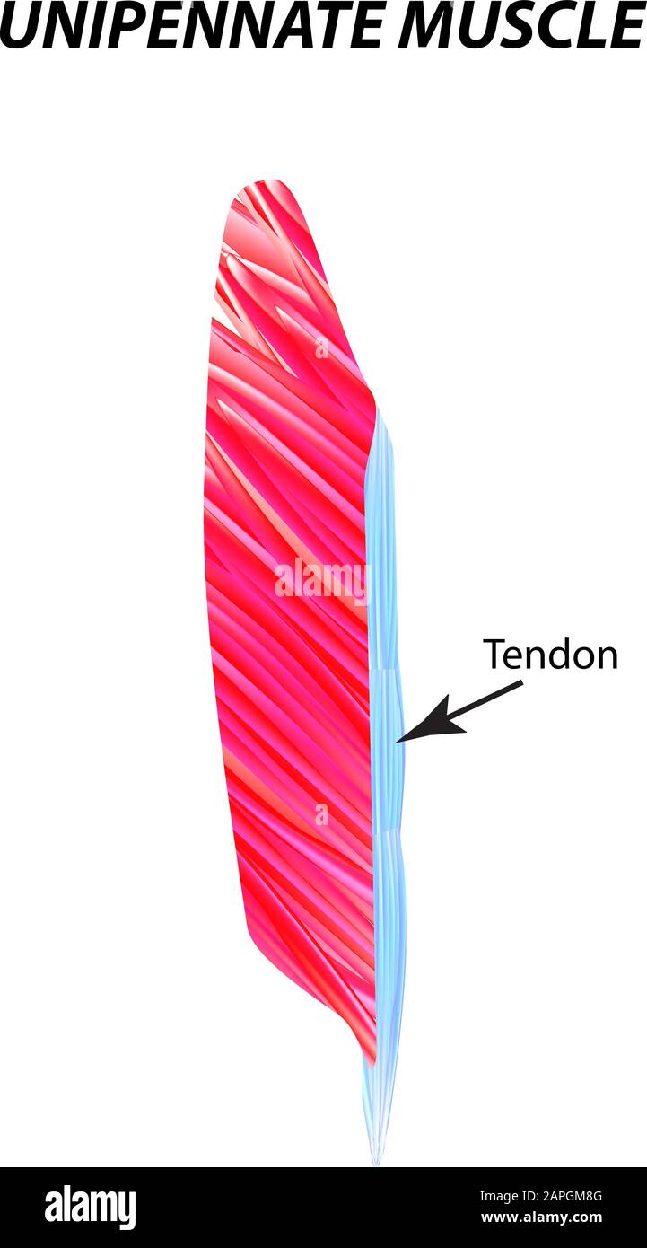 The structure of skeletal muscle. Unipennate muscle. Tendon ...