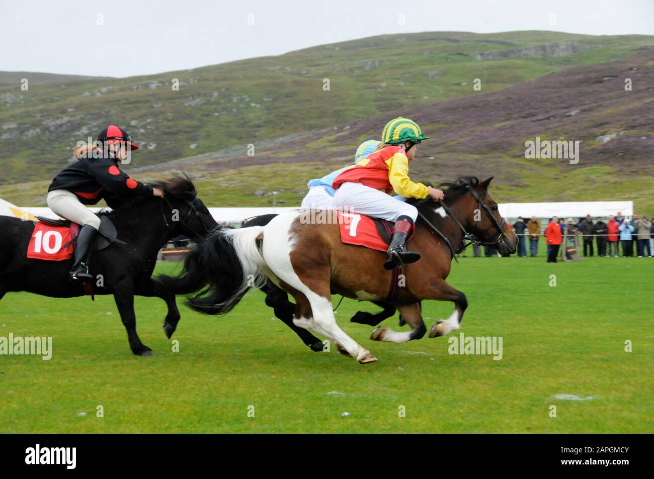 Shetland Grand National event being held at the Shetland Pony & Breeders show 2019 in Lerwick ...