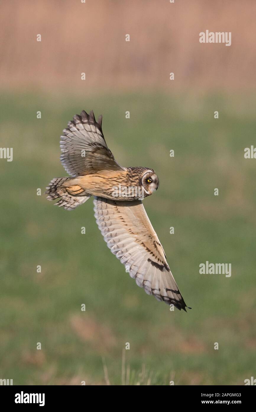 Short-eared Owl (Asio flammeus Stock Photo - Alamy
