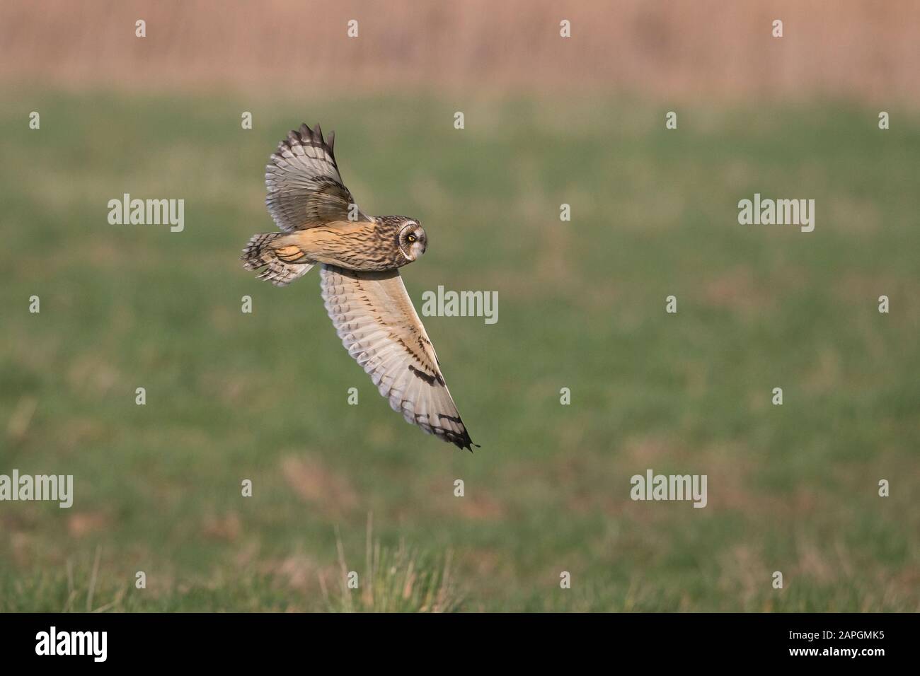 Short-eared Owl (Asio flammeus Stock Photo - Alamy