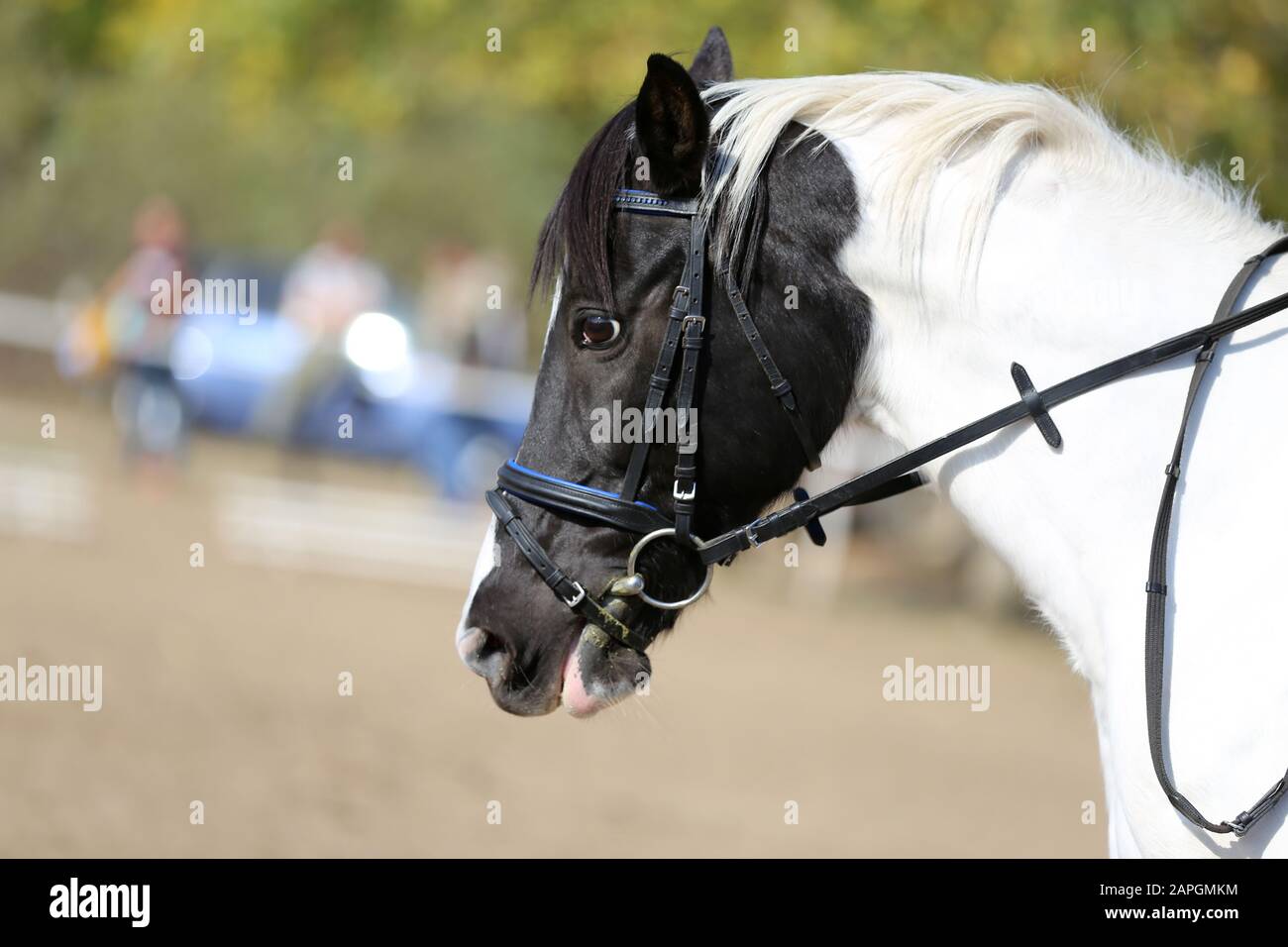 Beautiful expressive horse portrait of a sporting horse. Head shot ...
