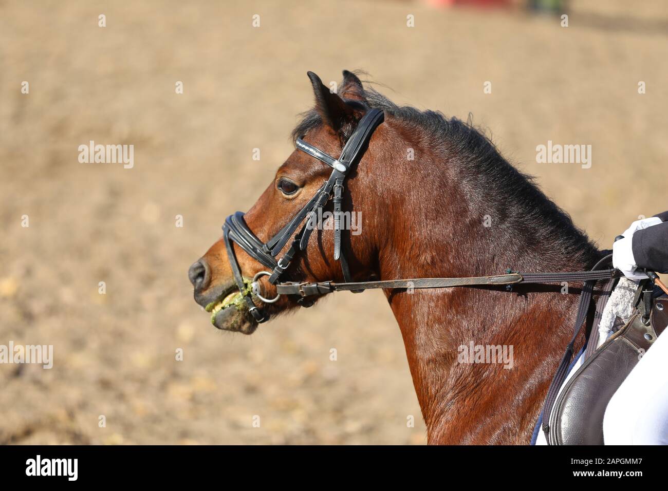 Beautiful expressive horse portrait of a sporting horse. Head shot ...