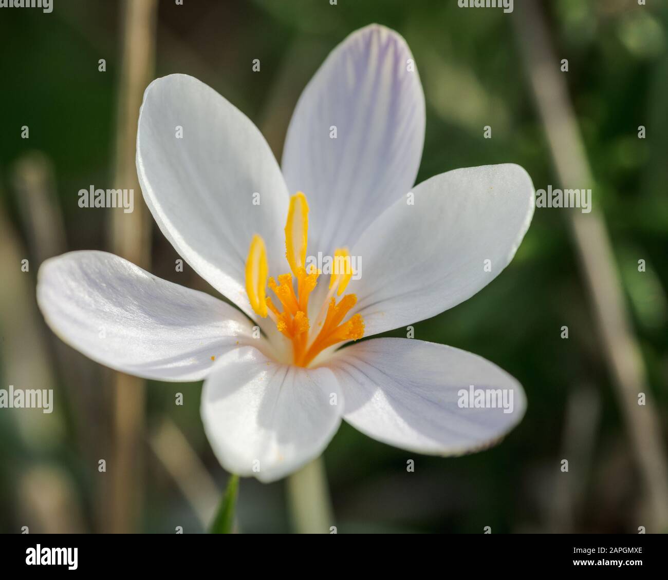 white flower, Crocus serotinus, on a winter sunny day in Menorca, Spain ...