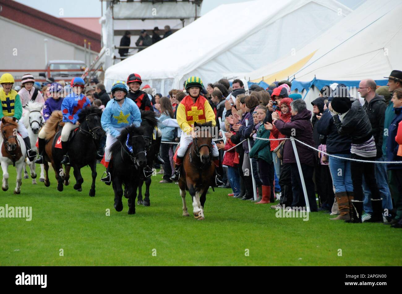 Shetland Grand National event being held at the Shetland Pony & Breeders show 2019 in Lerwick ...
