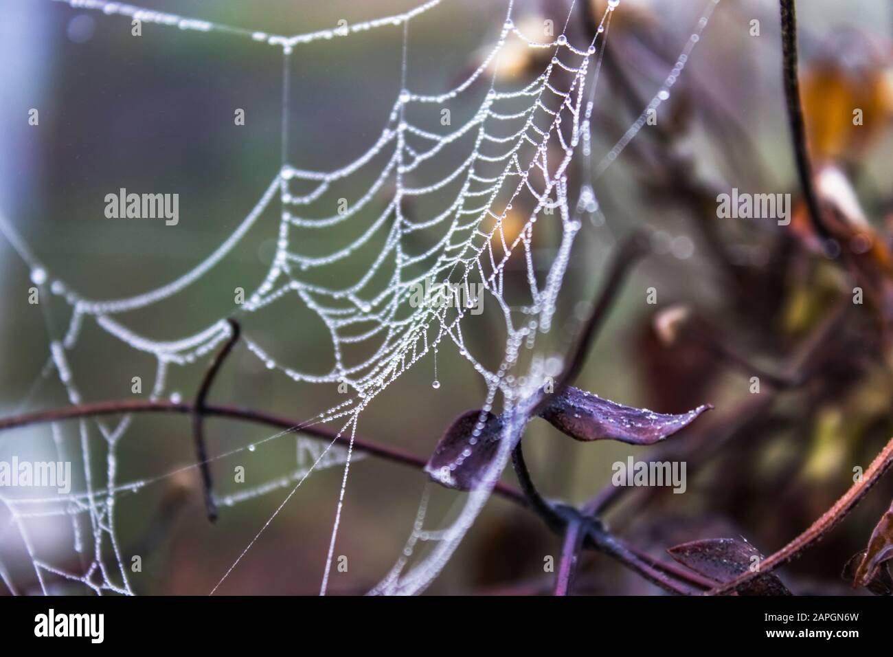 Spider web with drops of water. Close-up Stock Photo - Alamy