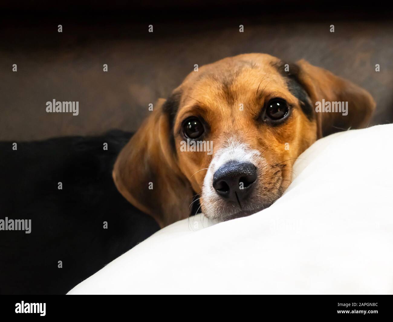 Purebred Beagle Female Puppy Lounging About Starting at You Stock Photo ...