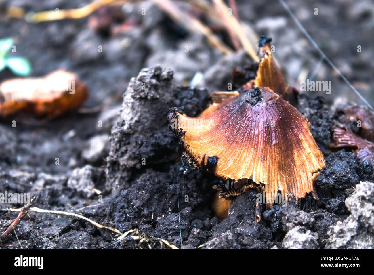 Yellow toadstool mushrooms climb out of the ground. Close-up Stock ...