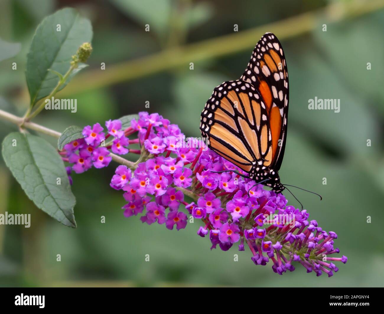 Monarch Butterfly on Purple Butterfly Bush Bloom with Green Leafy ...