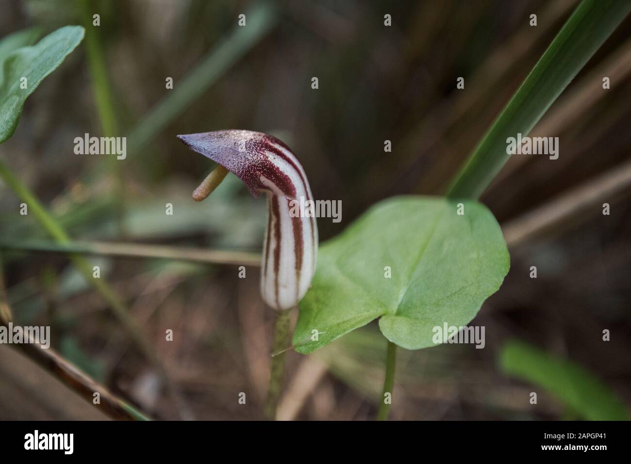 pink flower, Crocus serotinus, on a winter sunny day in Menorca, Spain ...