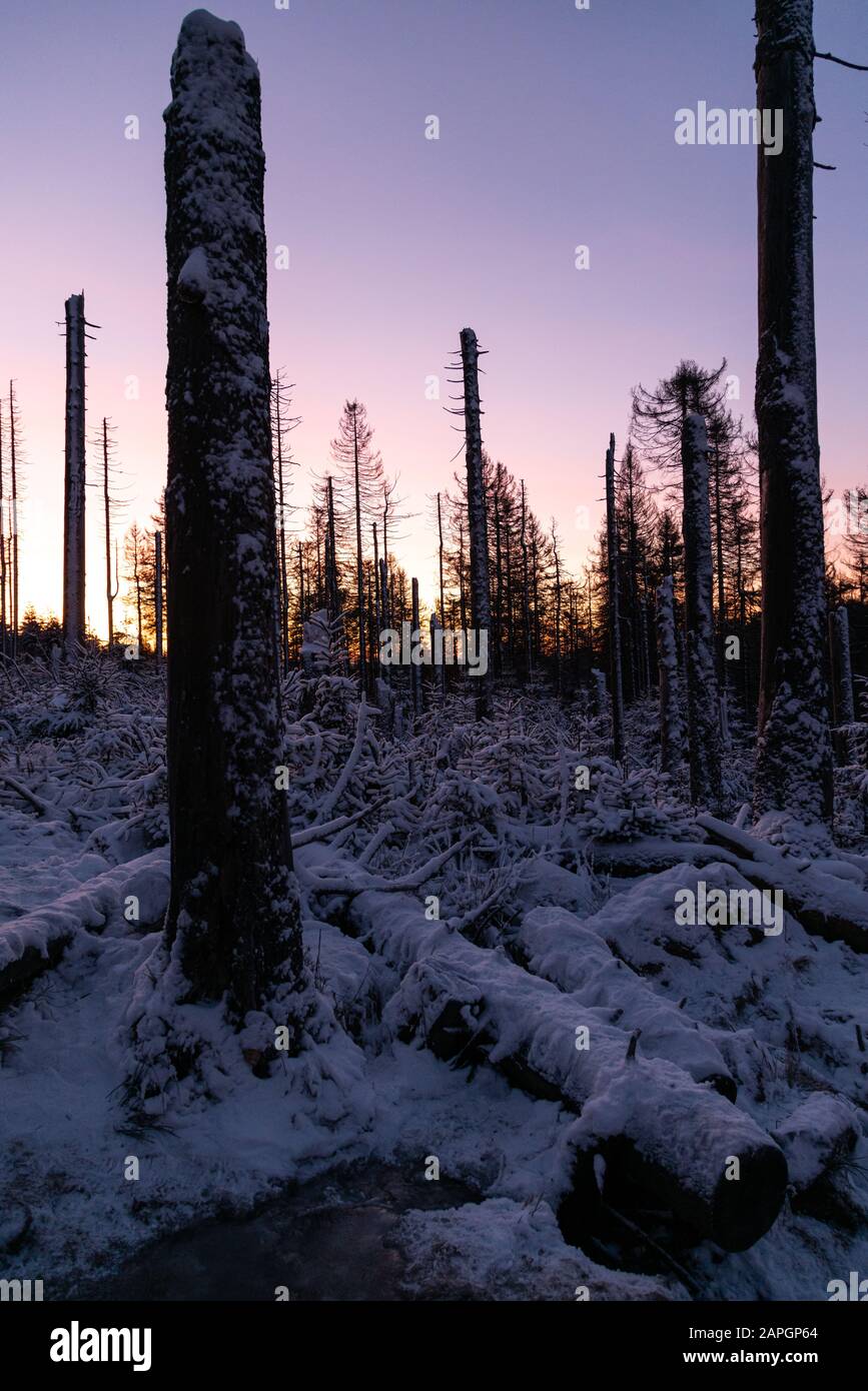 Purple skies and a cold winter forest in the Harz National Park ...