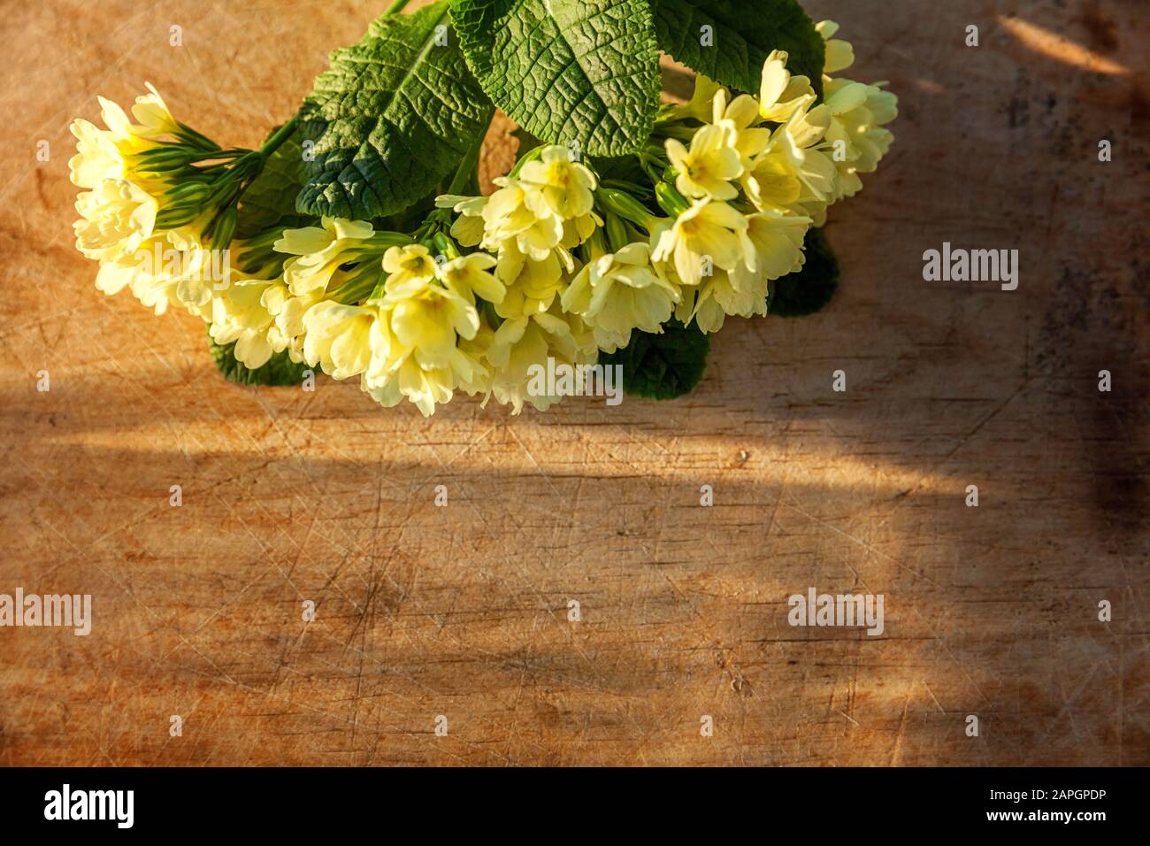 Easter concept. Primrose Primula with yellow flowers on scratched ...