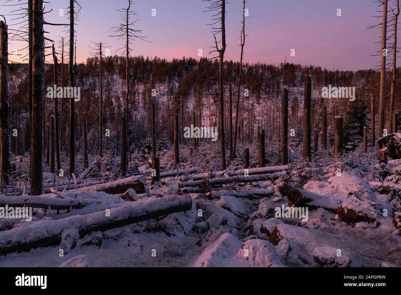 Dead forest in the purple light Stock Photo - Alamy