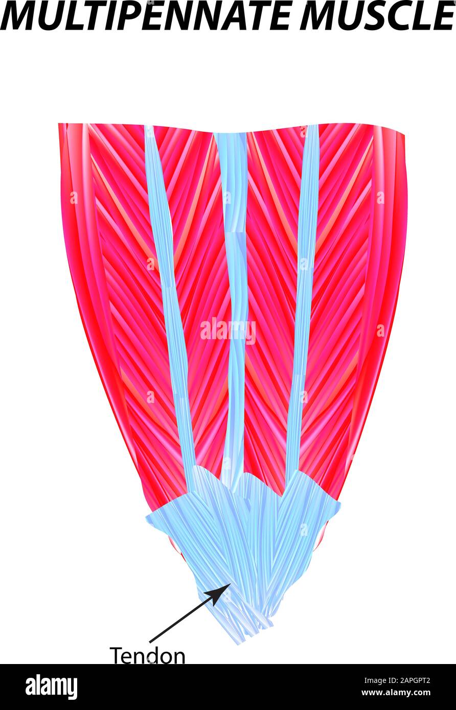 Unipennate Muscle Anatomy Anatomy & Physiology: Skeletal Muscle Terms