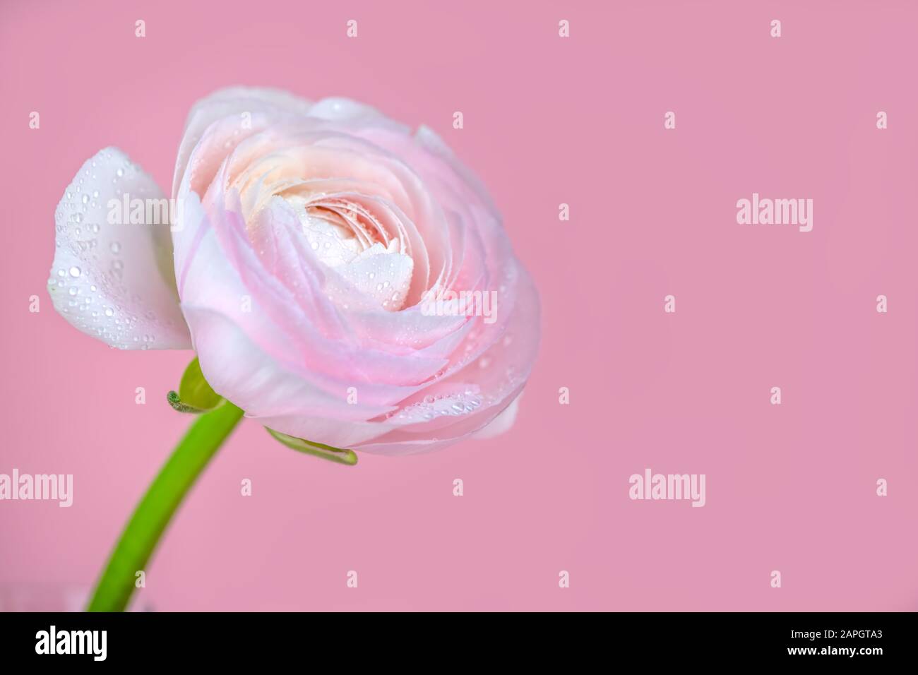beautiful delicate pink rose ranunculus in a vase. Card. Close up ...