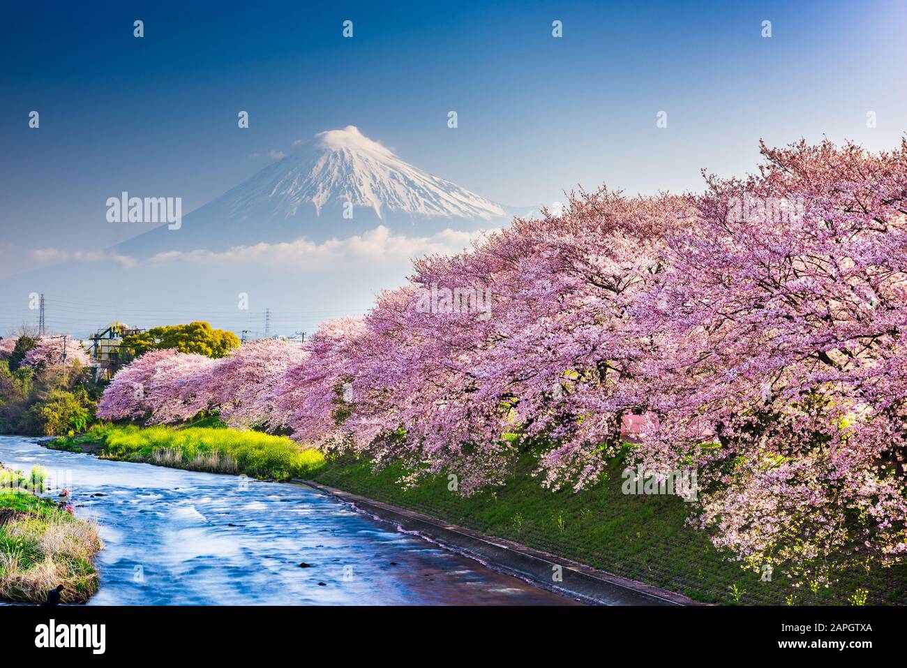 Mt. Fuji, Japan spring landscape and river with cherry blossoms Stock ...