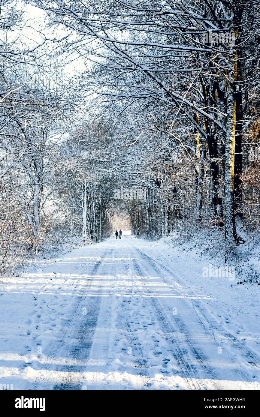 trees in in winter from vanishing point perspective Stock Photo - Alamy