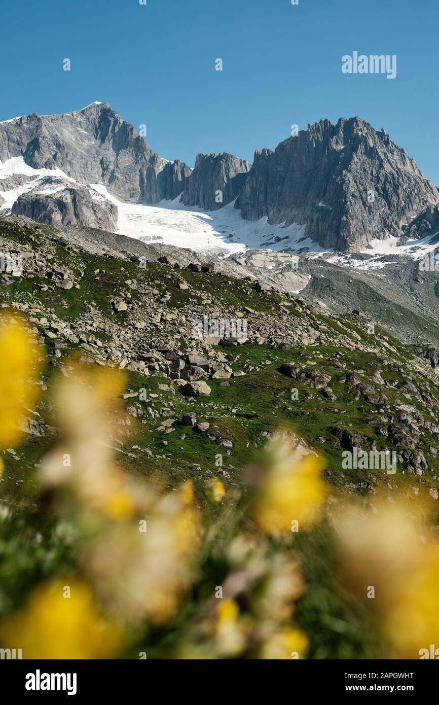 The craggy mountain peaks and yellow summer flowers of the Uri Alps in ...