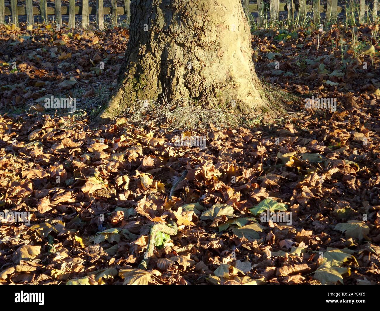 autumn landscape warwickshire england uk Stock Photo - Alamy