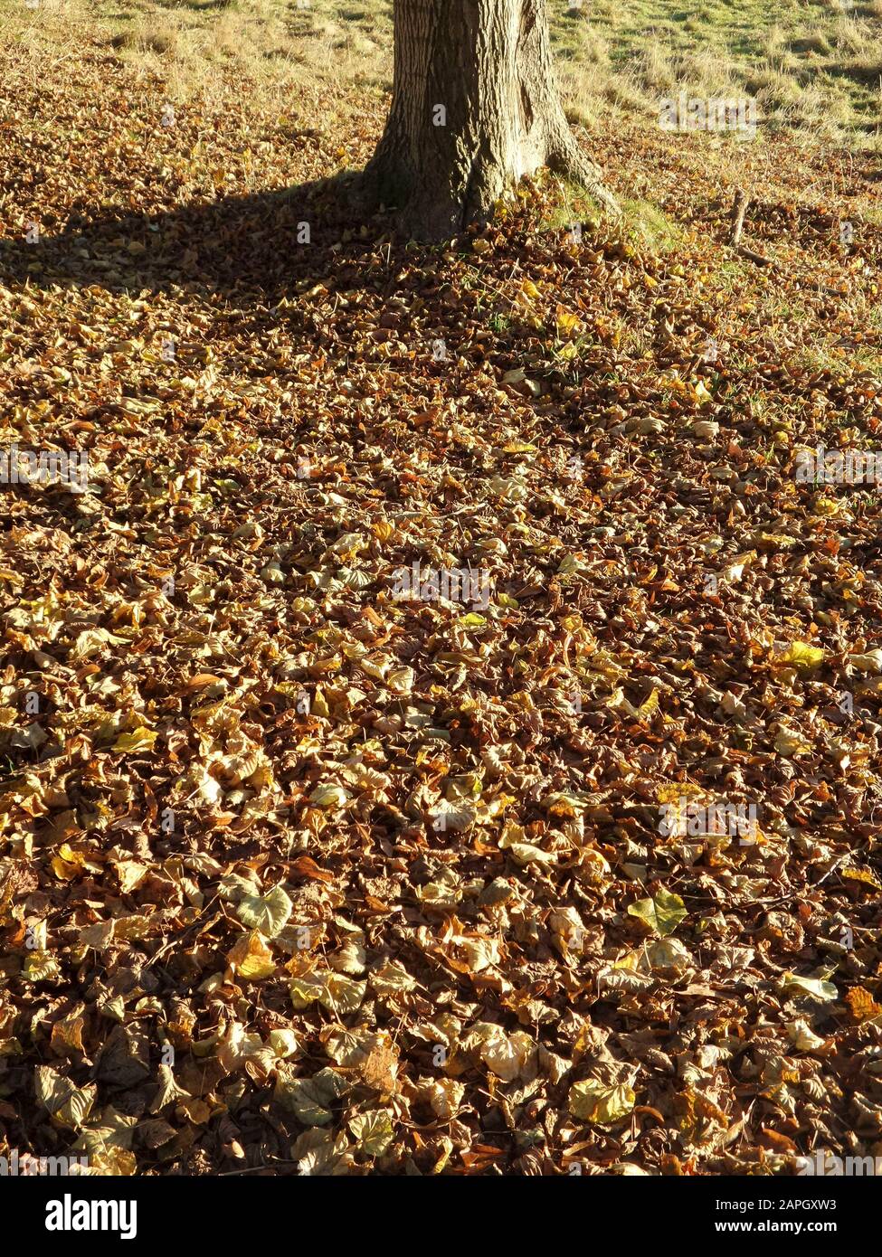 autumn landscape warwickshire england uk Stock Photo - Alamy