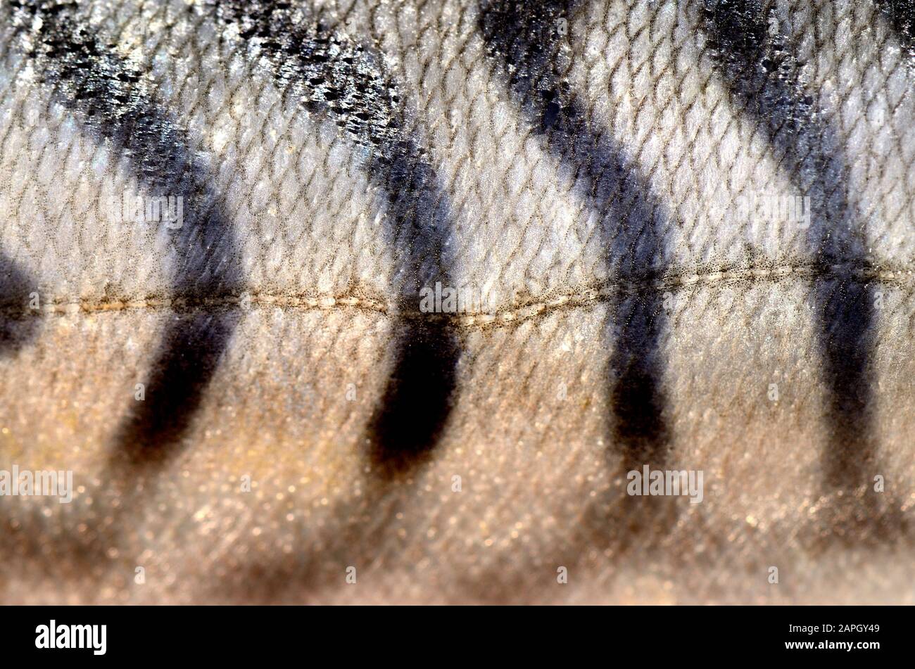 Fresh mackerel - skin Stock Photo - Alamy