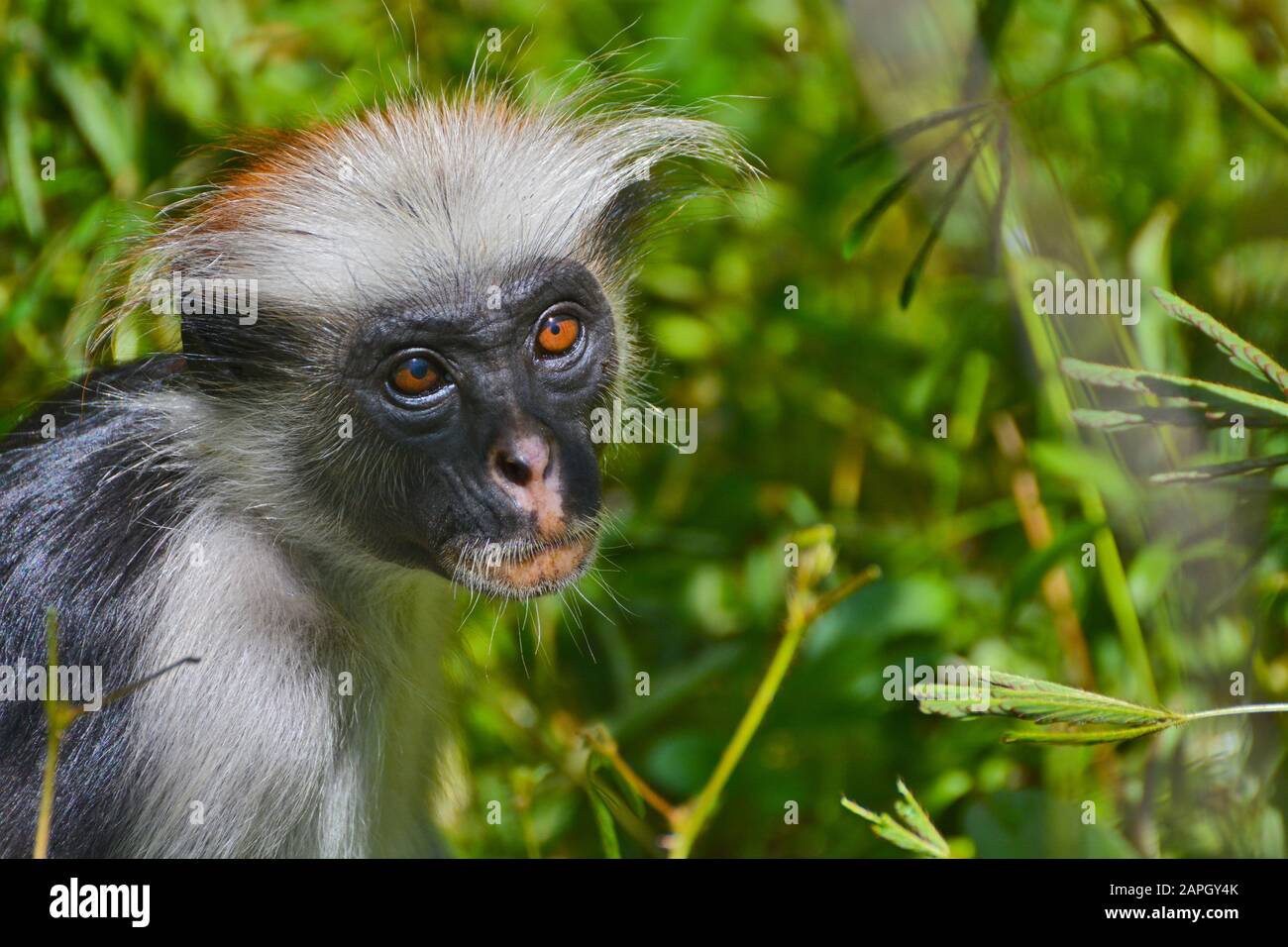 An endangered Zanzibar red colobus monkey (Piliocolobus kirkii ...