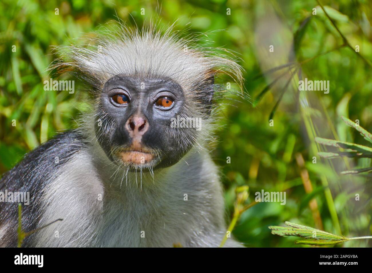 An endangered Zanzibar red colobus monkey (Piliocolobus kirkii ...