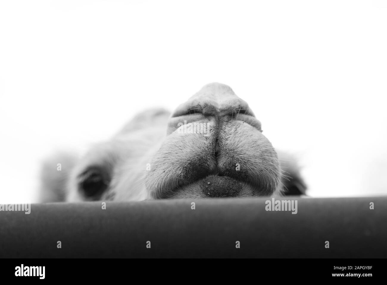 Animal animaux dromadaire zoo hi-res stock photography and images - Alamy