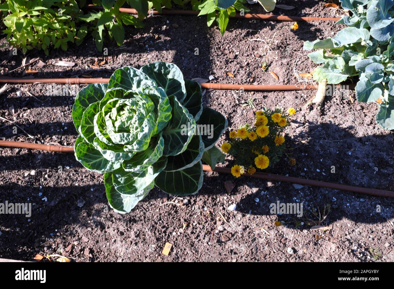 Urban Garden Resources for Plants, Some in Decorated Tanks, Wheel ...