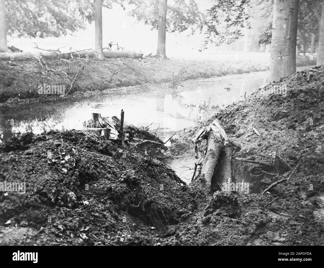 Stump after hi-res stock photography and images - Alamy