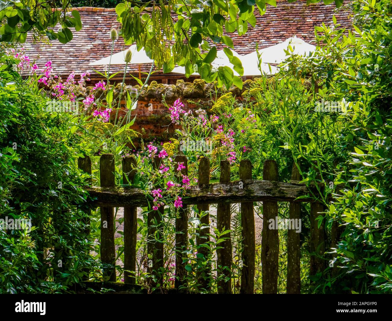lush english country cottage garden Stock Photo - Alamy