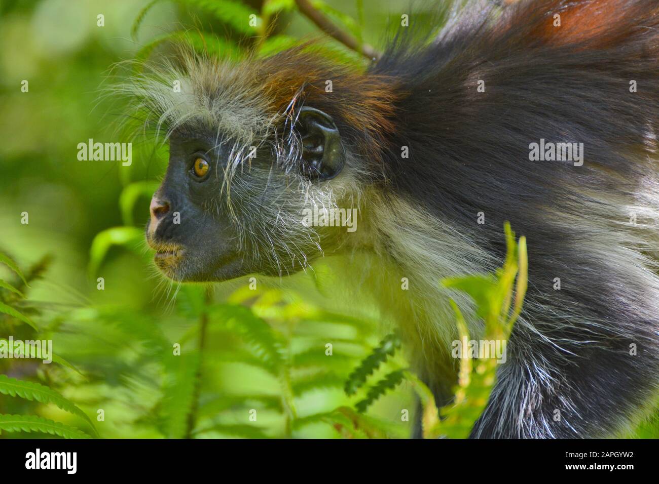 An endangered Zanzibar red colobus monkey (Piliocolobus kirkii ...