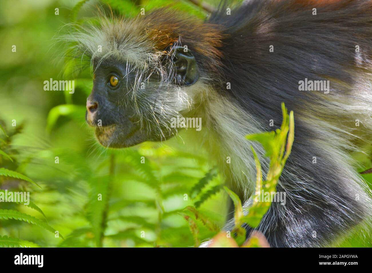 An endangered Zanzibar red colobus monkey (Piliocolobus kirkii ...