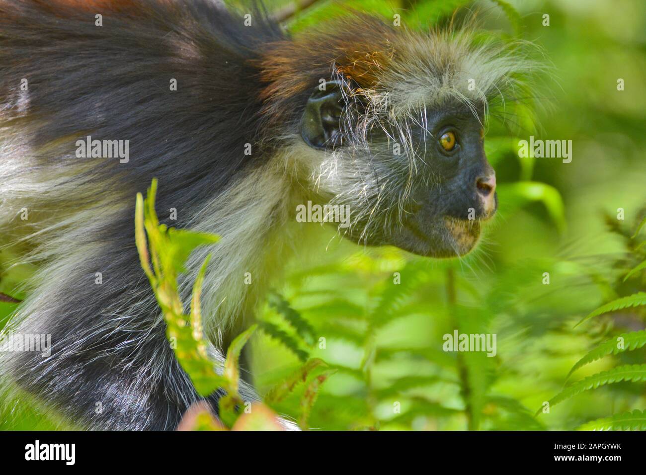 An endangered Zanzibar red colobus monkey (Piliocolobus kirkii ...