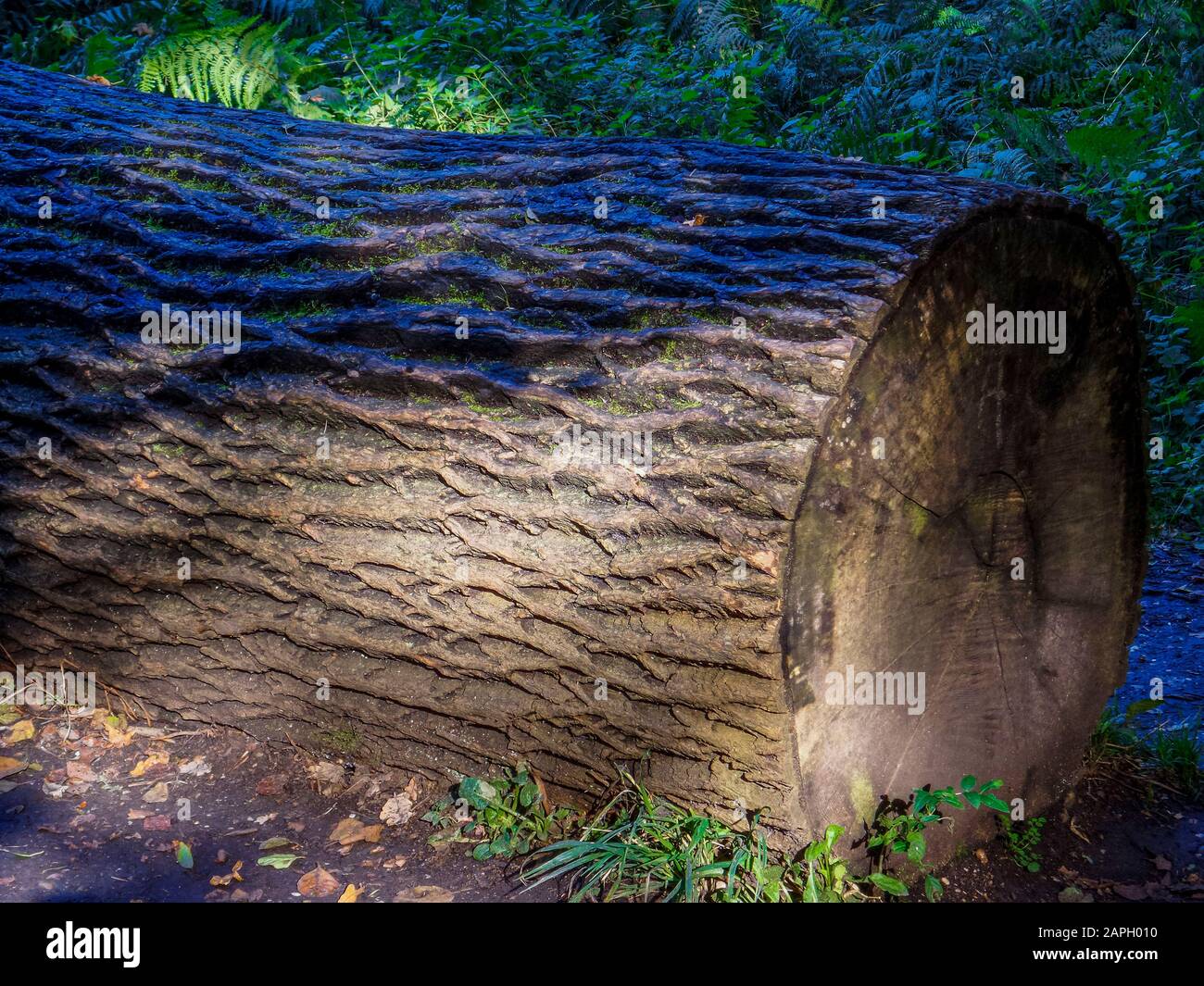 large cut log Stock Photo - Alamy