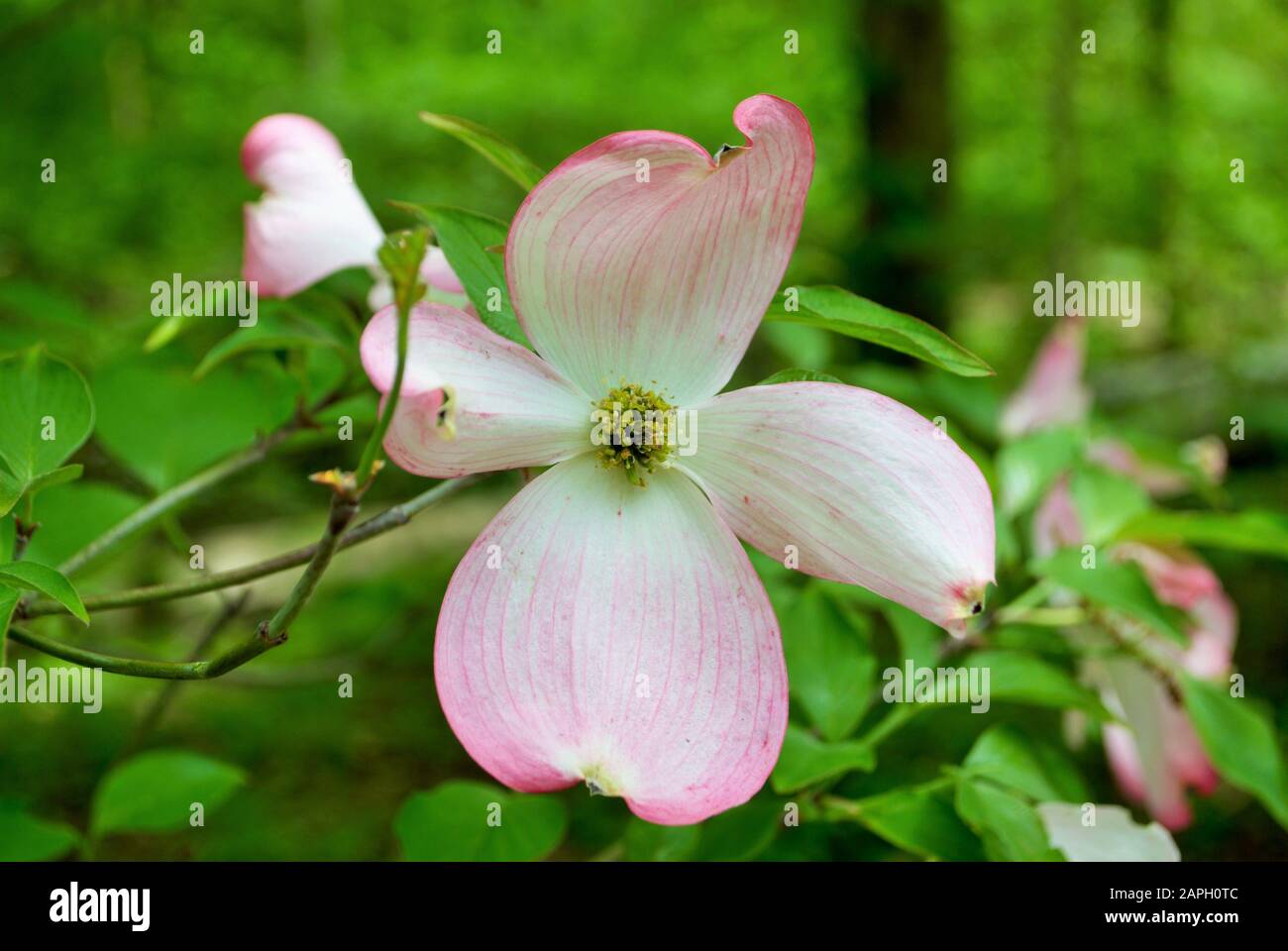 Pink Cornus florida rubra tree also known as pink flowering dogwood ...