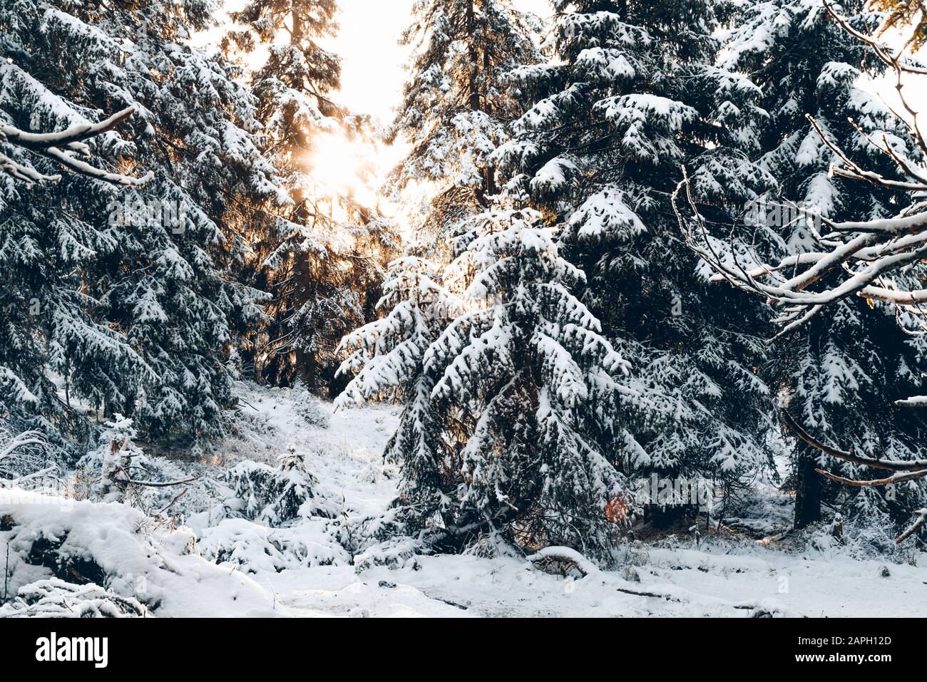 Frozen dead forest in the Harz National Park in winter Stock Photo - Alamy